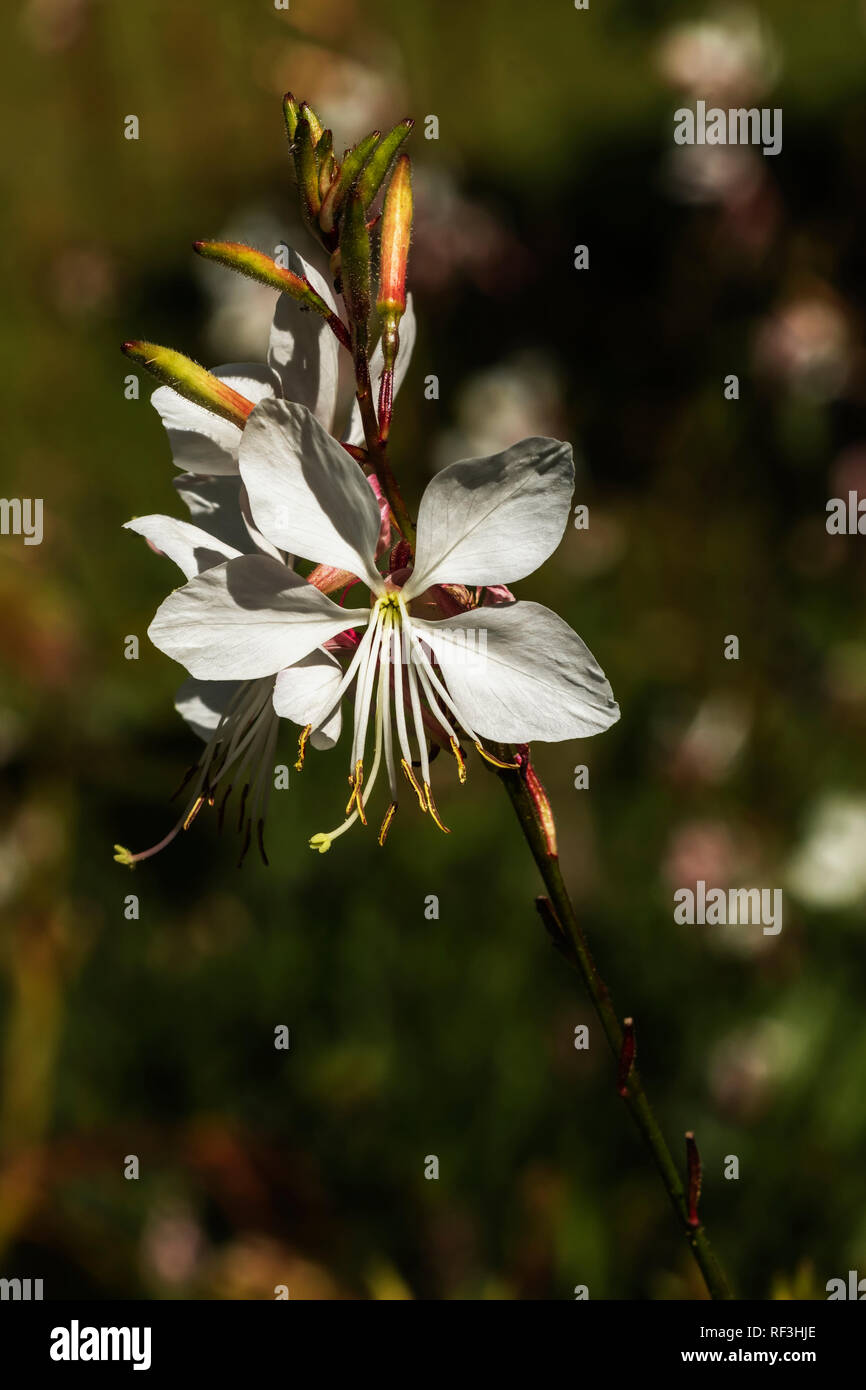 Lindheimers beeblossom hi-res stock photography and images - Alamy