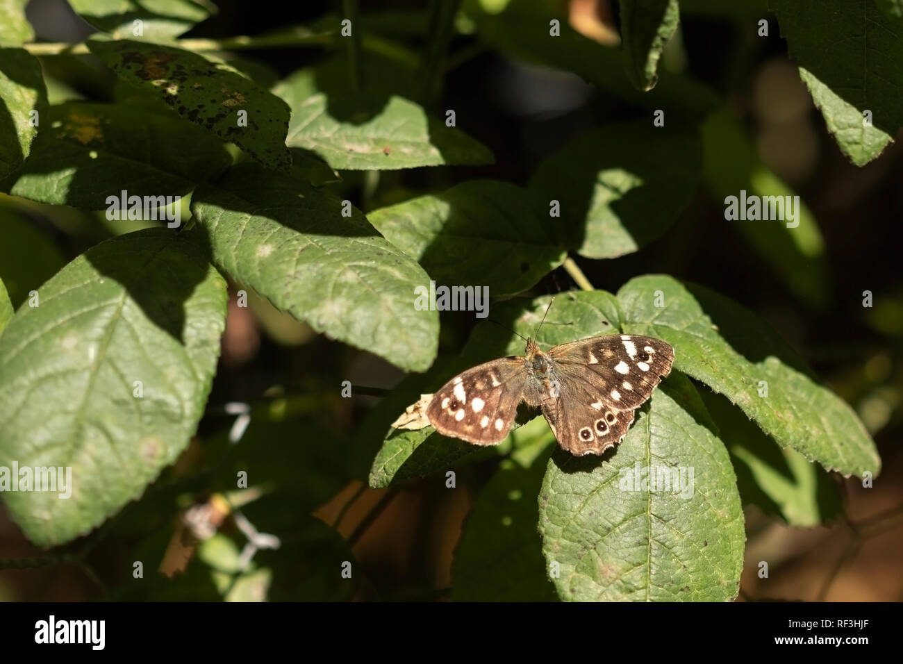 Speckled wood butterfly with a section of wing missing, resting on ...