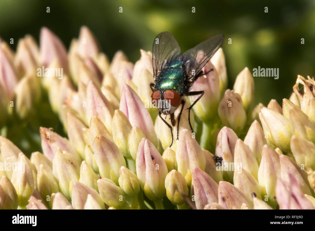 Green bottle fly feeding from summer plants Stock Photo - Alamy