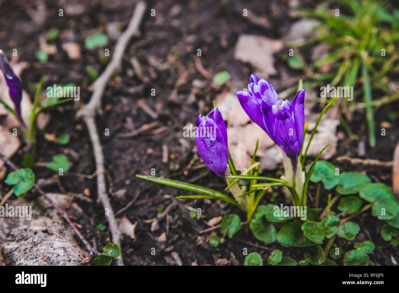 blooming purple snowdrops close up. spring is coming Stock Photo - Alamy