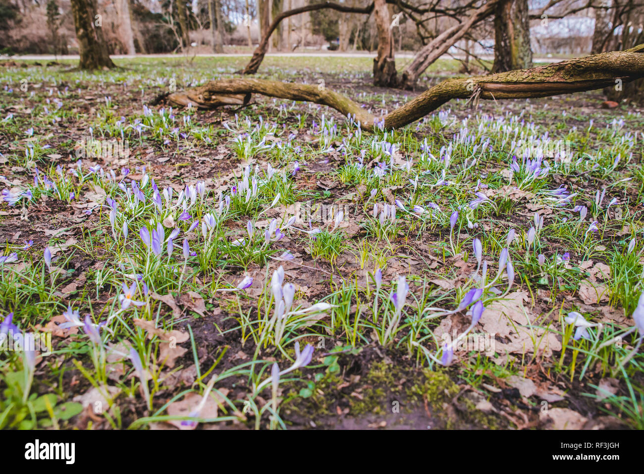 blooming purple snowdrops close up. spring is coming Stock Photo - Alamy