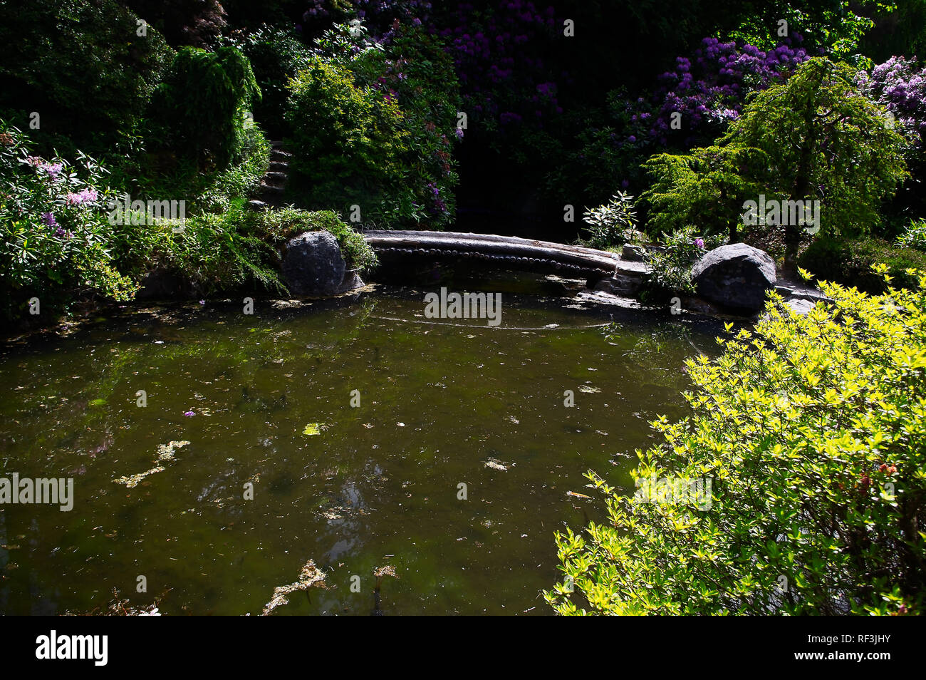 reflections in a pond Stock Photo - Alamy