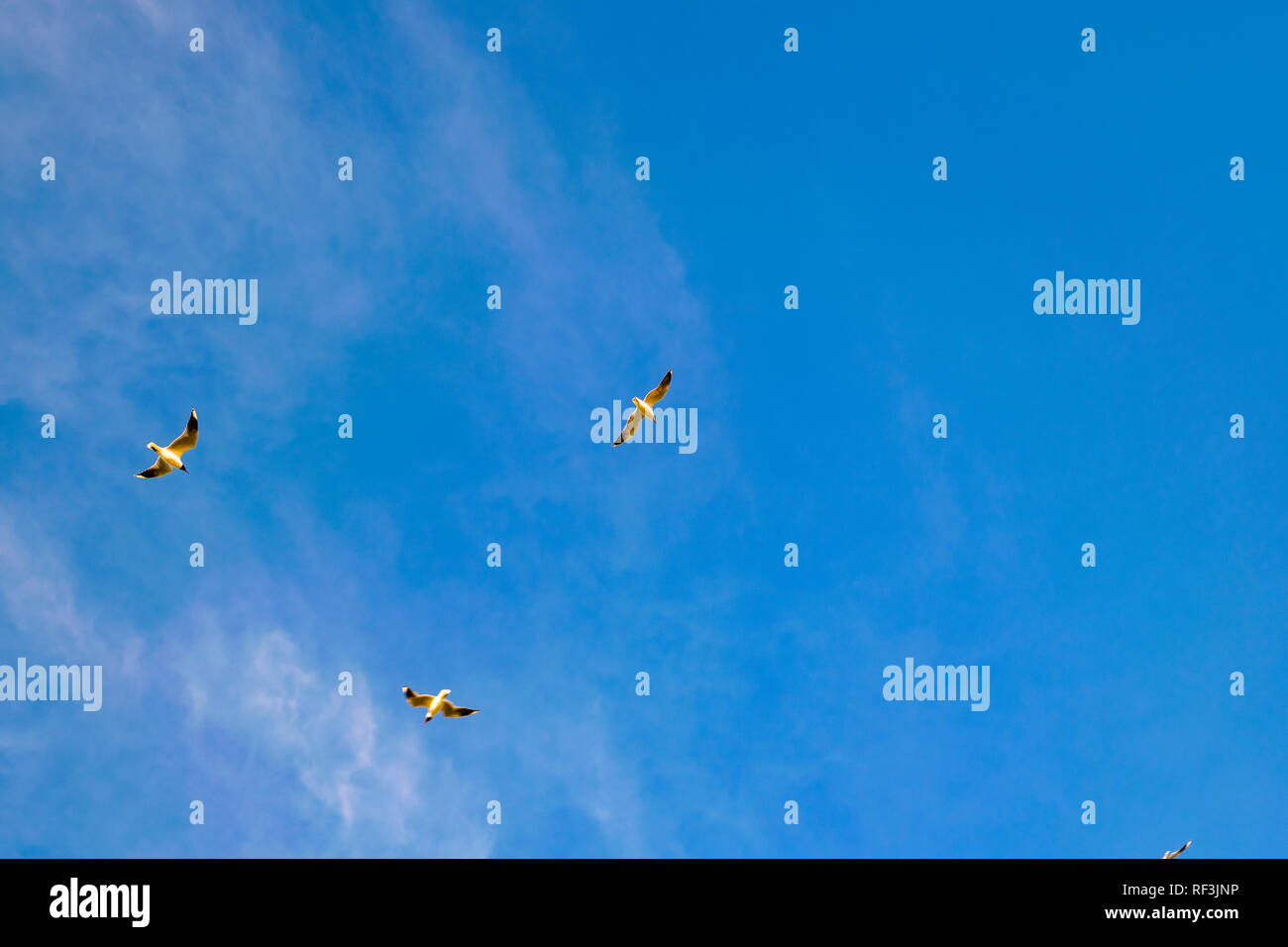 Three birds flying over clean blue sky background Stock Photo - Alamy