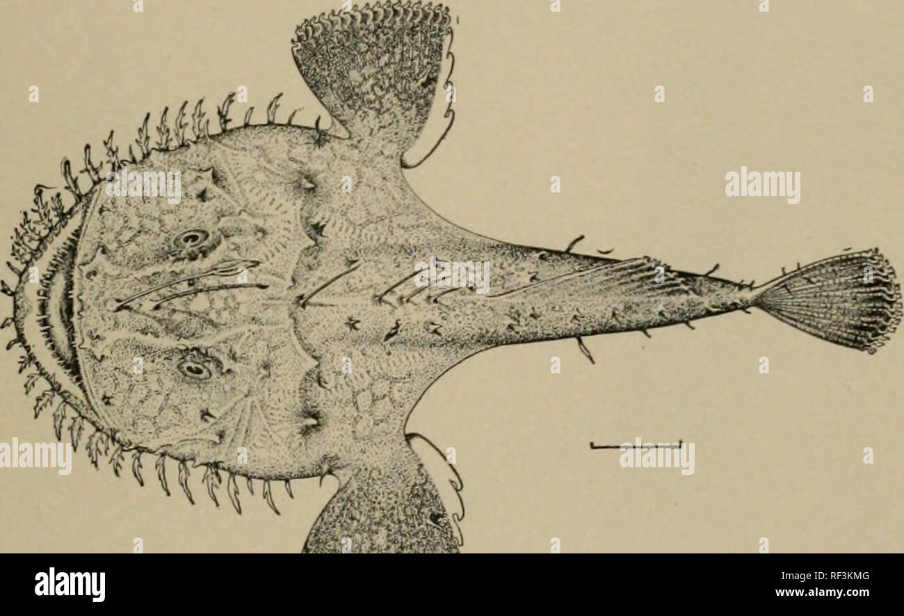 Lophiomus hi-res stock photography and images - Alamy