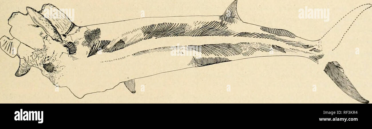 . Catalog of fossil fishes in the Carnegie Museum. Fishes, Fossil ...