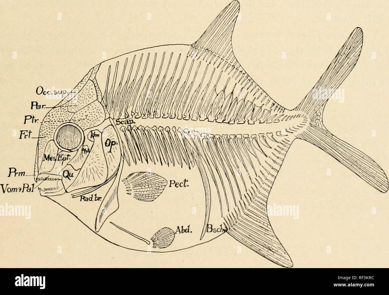 . Catalog of fossil fishes in the Carnegie Museum. Fishes, Fossil ...