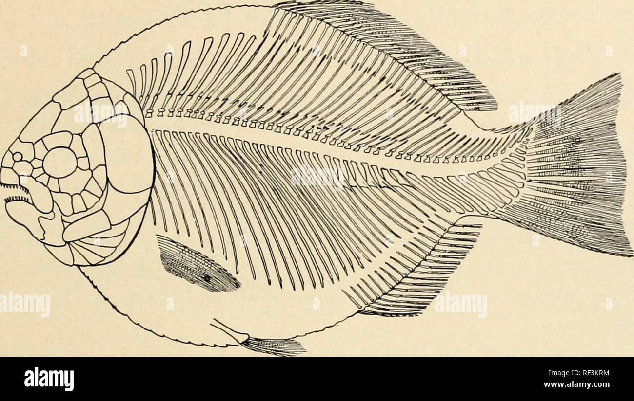 . Catalog of fossil fishes in the Carnegie Museum. Fishes, Fossil ...