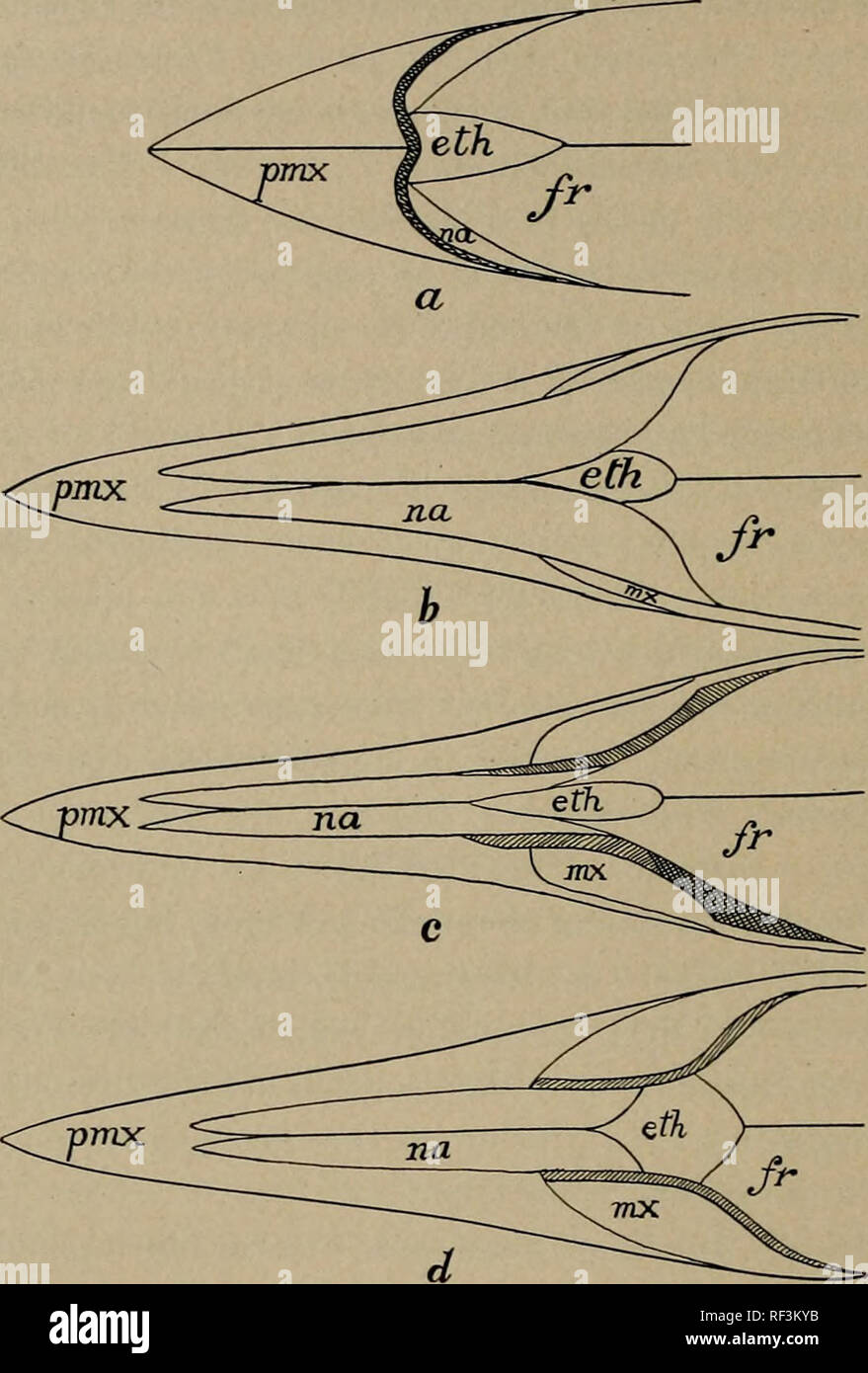 Fossil formation diagram hi-res stock photography and images - Alamy