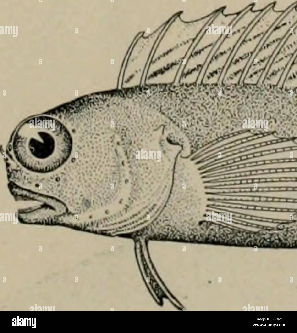 . A catalog of the fishes of the island of Formosa, or Taiwan : based ...