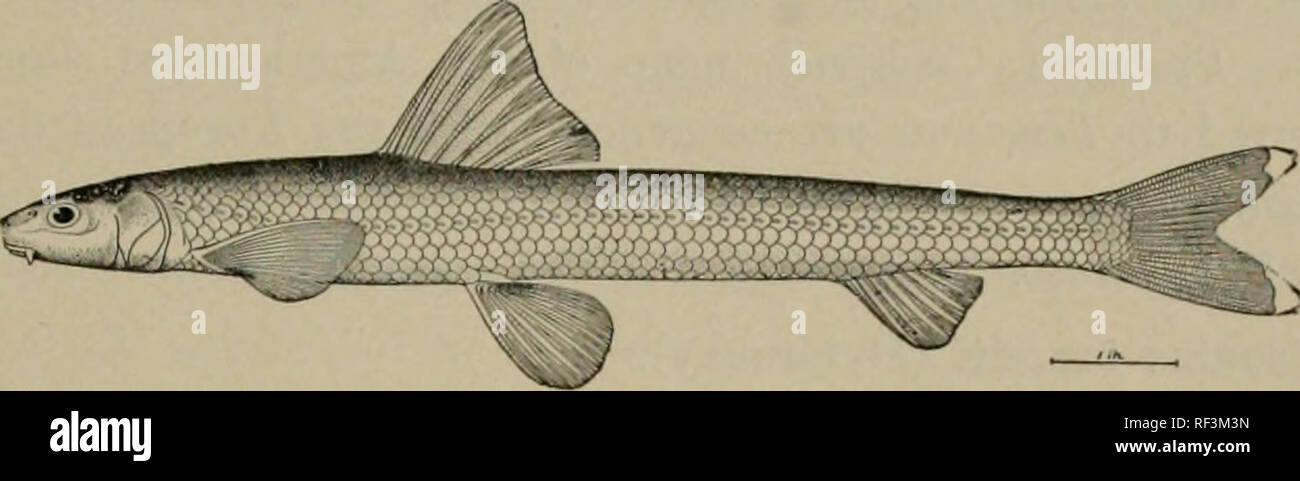 Taczanowskii hi-res stock photography and images - Alamy