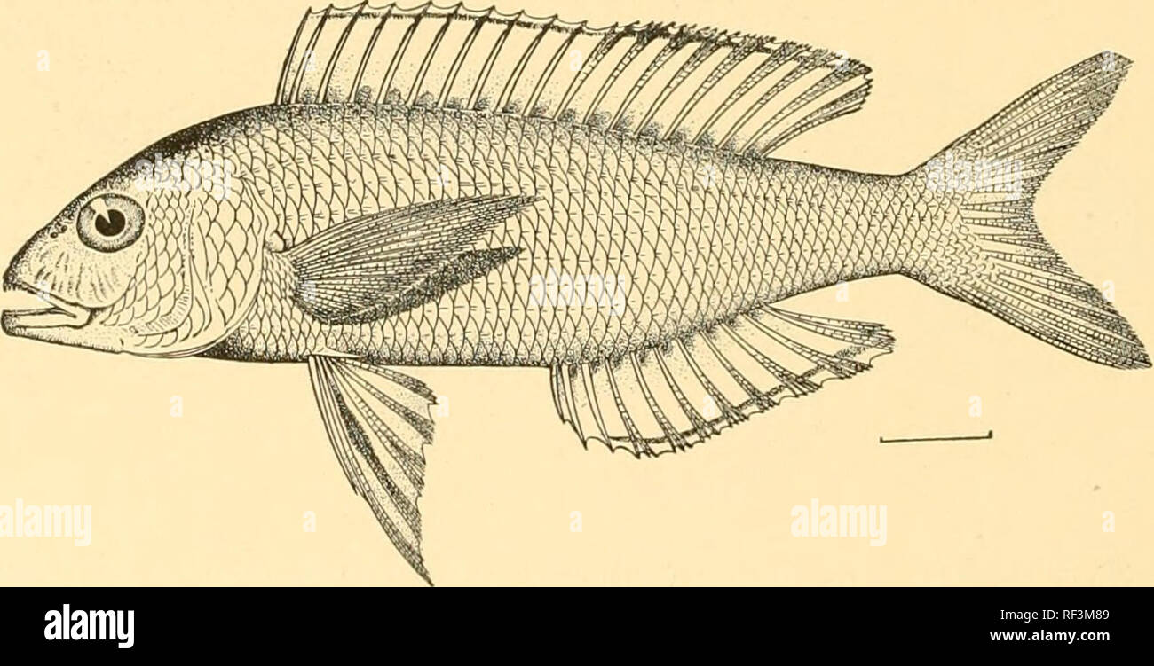 Nemipterus japonicus hi-res stock photography and images - Alamy