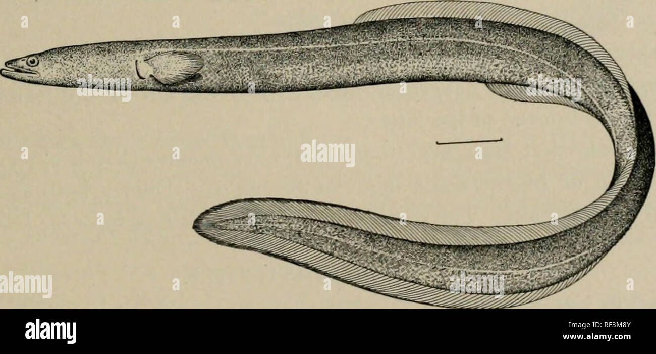 . A catalog of the fishes of the island of Formosa, or Taiwan : based ...