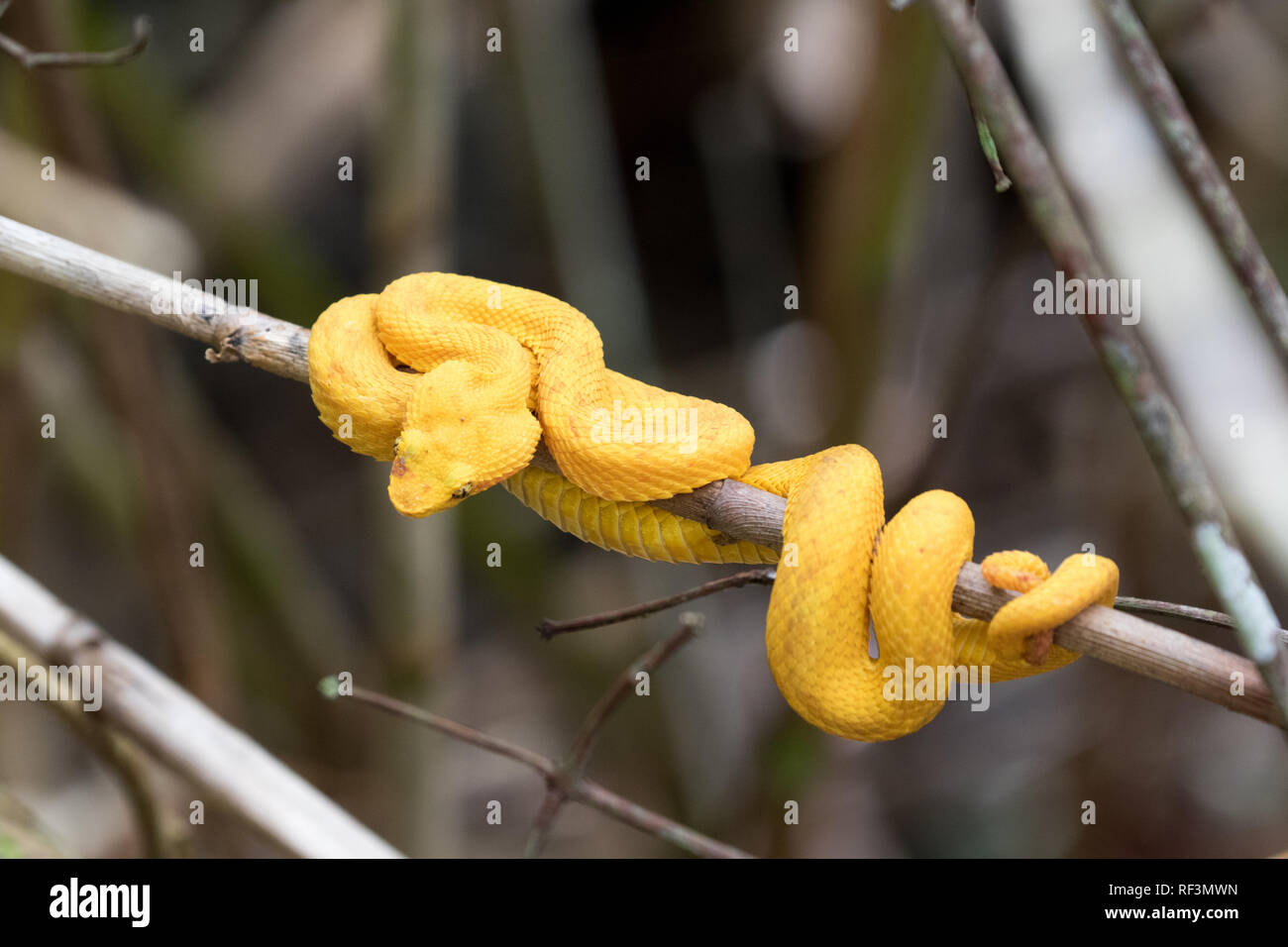 Eyelash Viper (Bothriechis schlegelii Stock Photo - Alamy