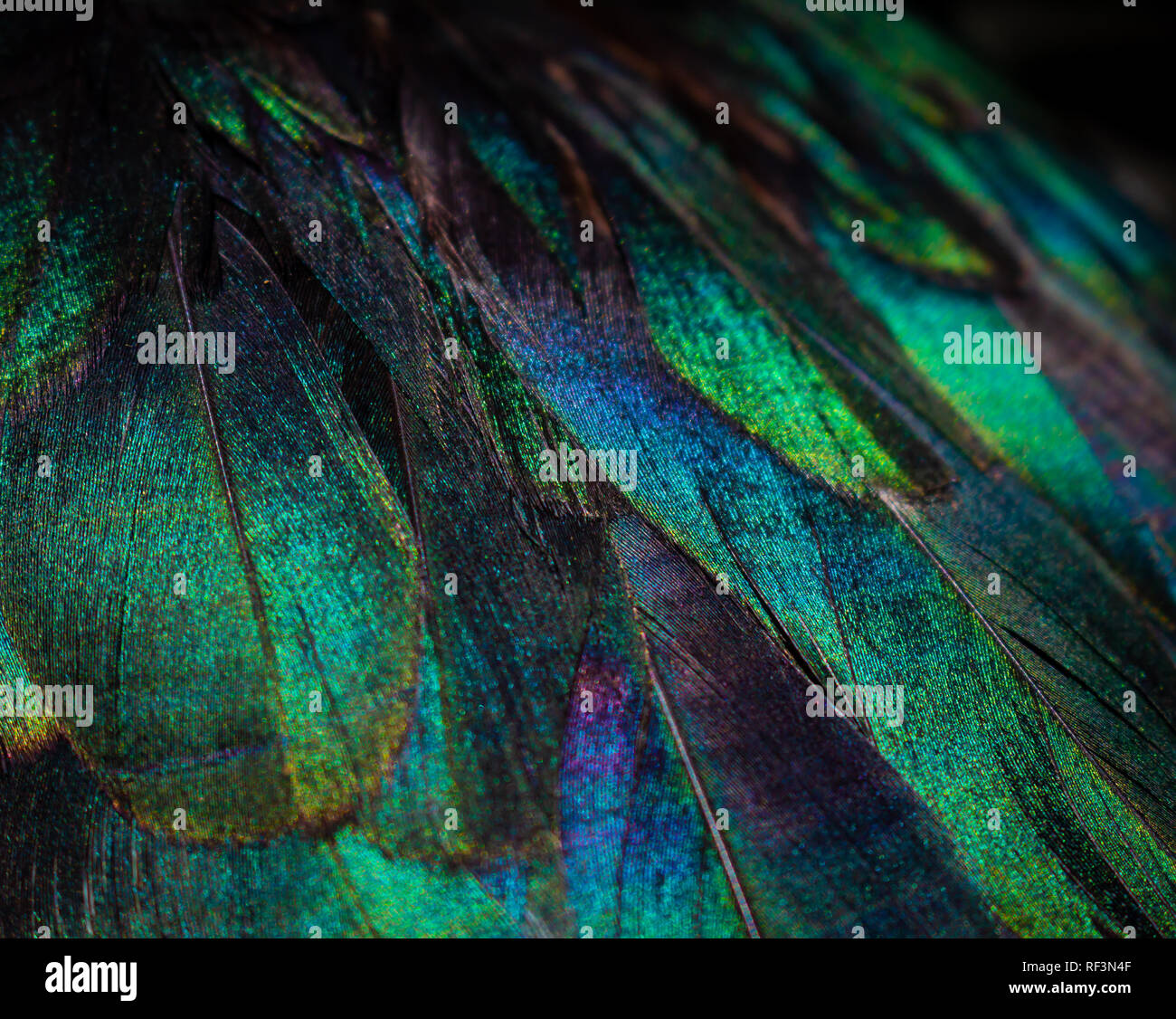 Colorful plumage patterns hi-res stock photography and images - Alamy