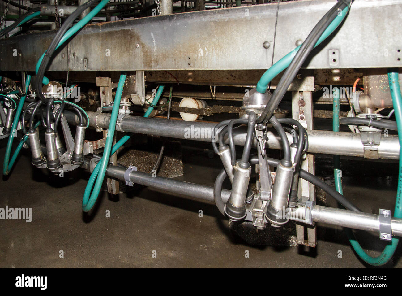 Ganado vacas lecheras hi-res stock photography and images - Alamy