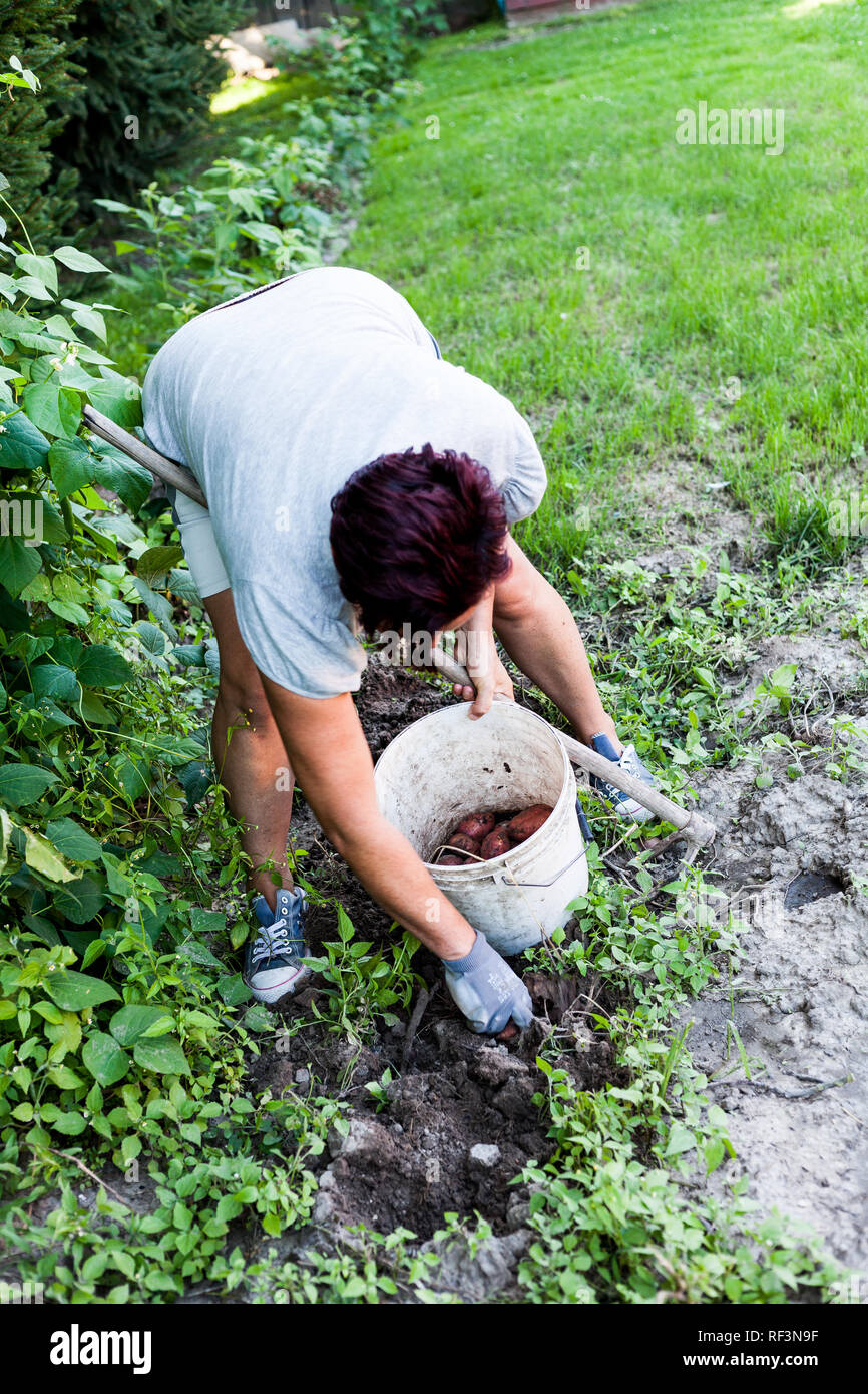 A woman bending down holding a plastic bucket. Season for harvesting ...