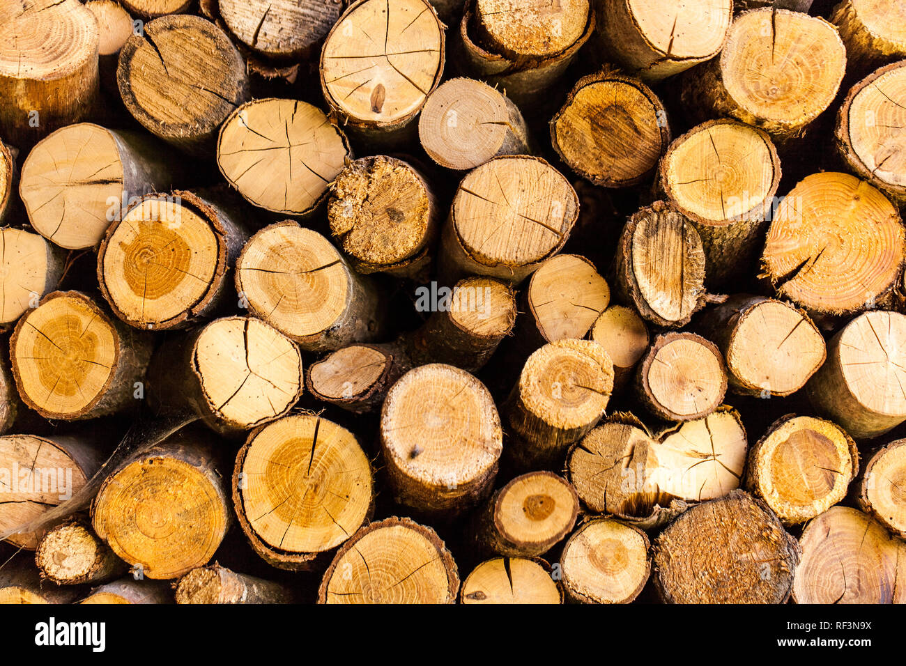 Sawed tree trunks and branches in different sizes, piled up in blue ...
