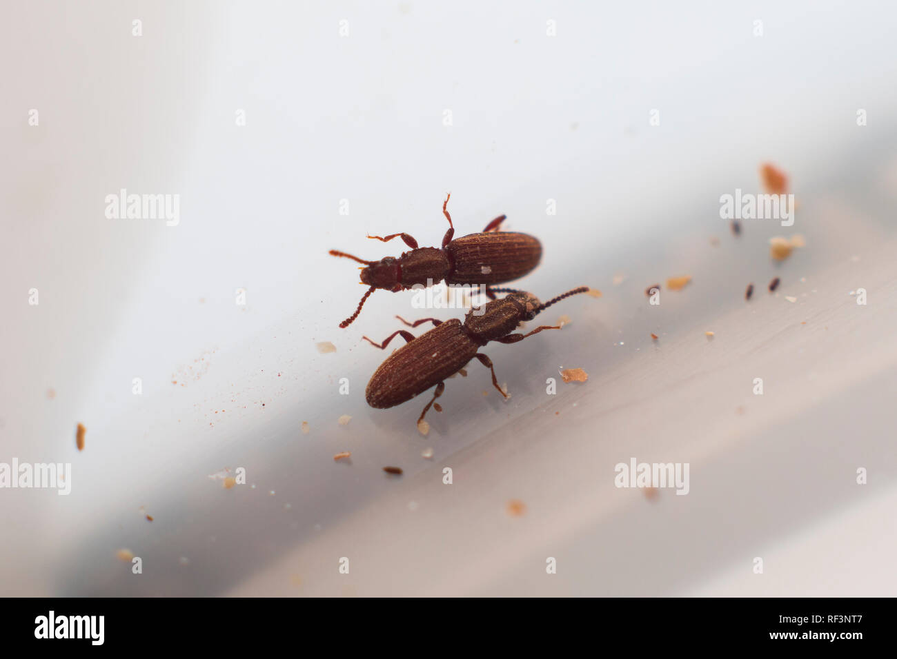 Two Merchant grain beetles in white background walking between food ...