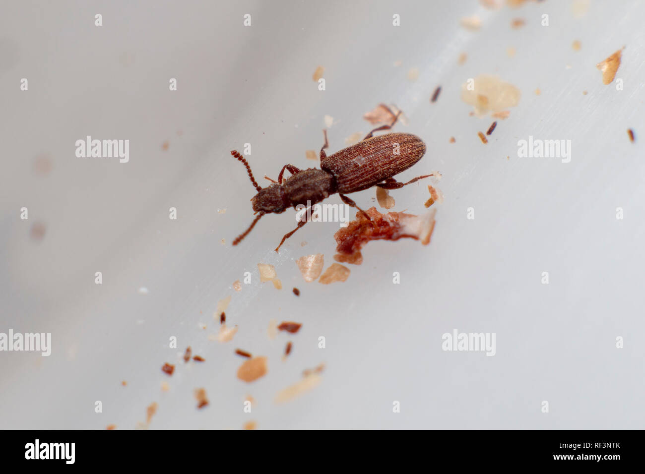 Merchant Grain Beetles