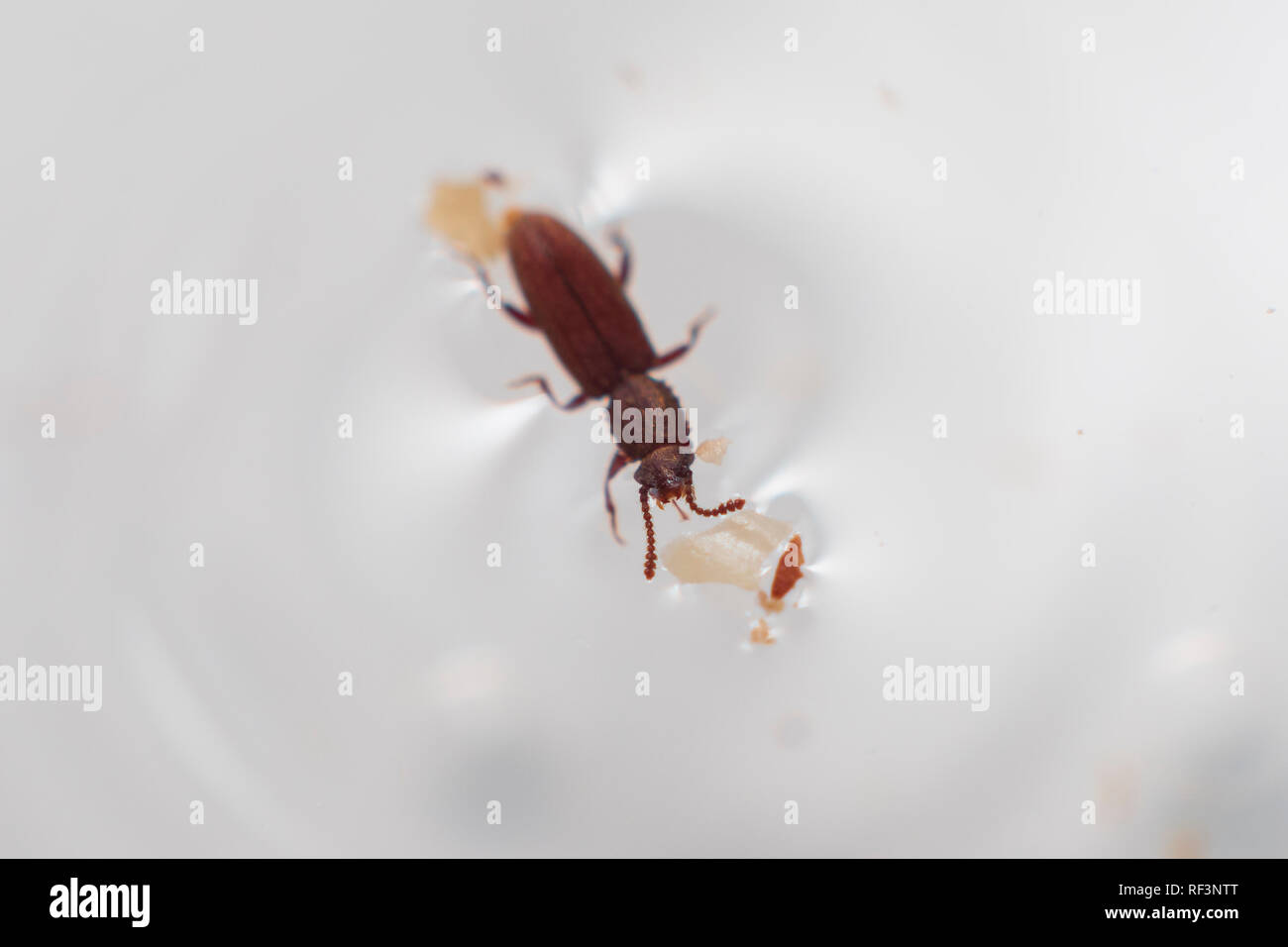 Merchant grain beetle in white background swimming in water ...