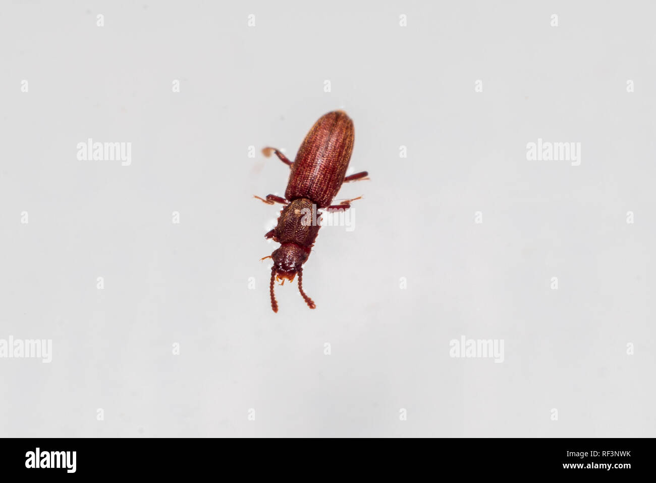 Merchant grain beetle in white background walking view from top ...