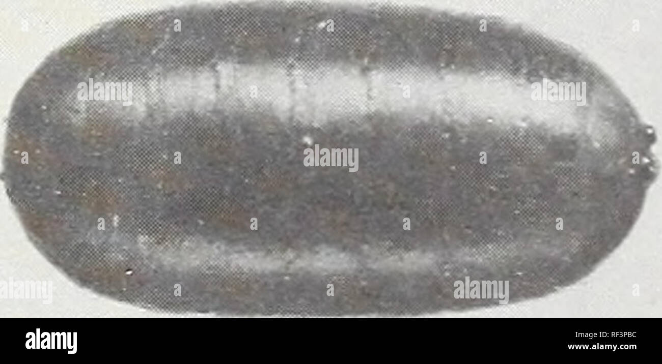 . Identification of parasites of the Douglas-fir tussock moth, based on ...