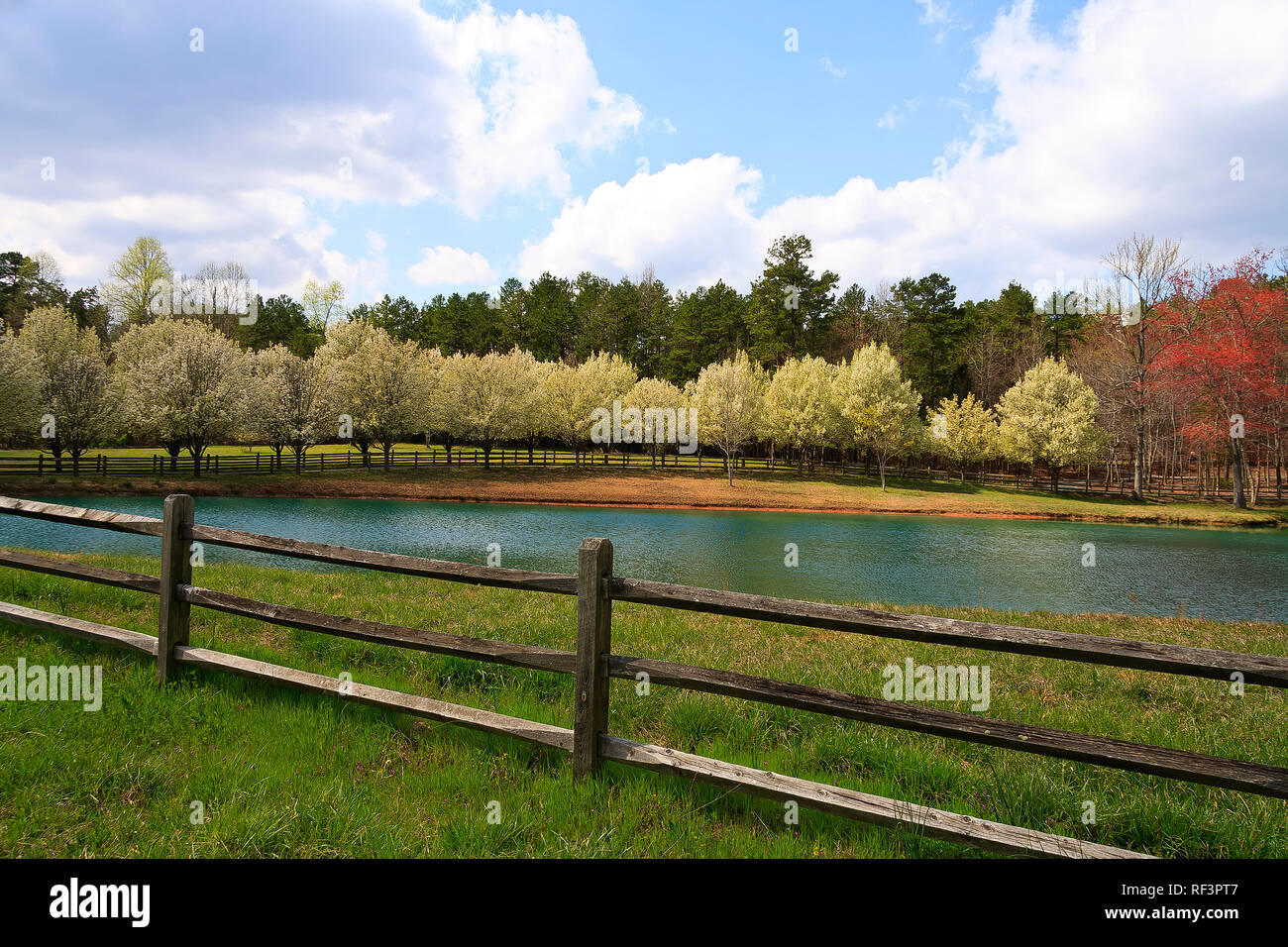 Blooming bradford pear tree hi-res stock photography and images - Alamy