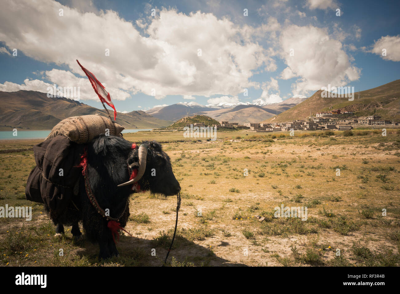 landscape, animal in tibet china Stock Photo - Alamy