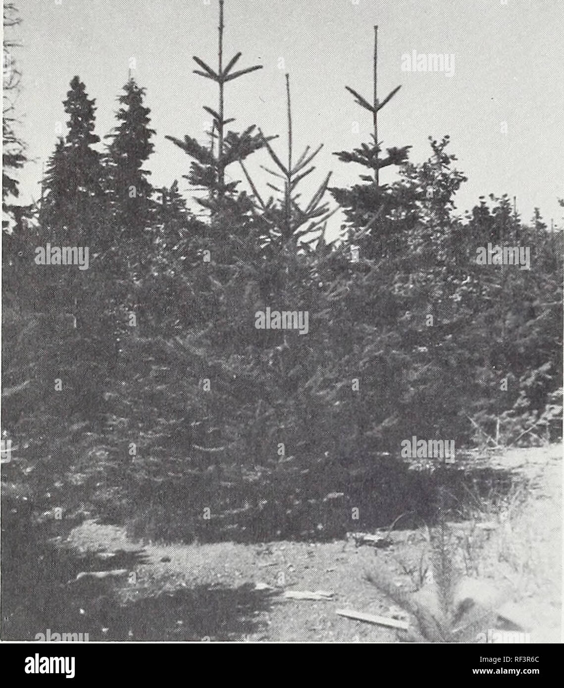 Mature stand of douglas fir hi-res stock photography and images - Alamy
