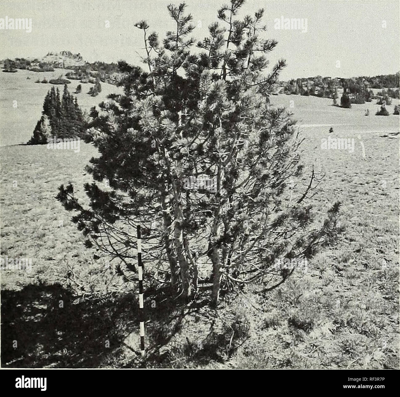 . Successional status of subalpine fir in the Cascade Range. Forests ...