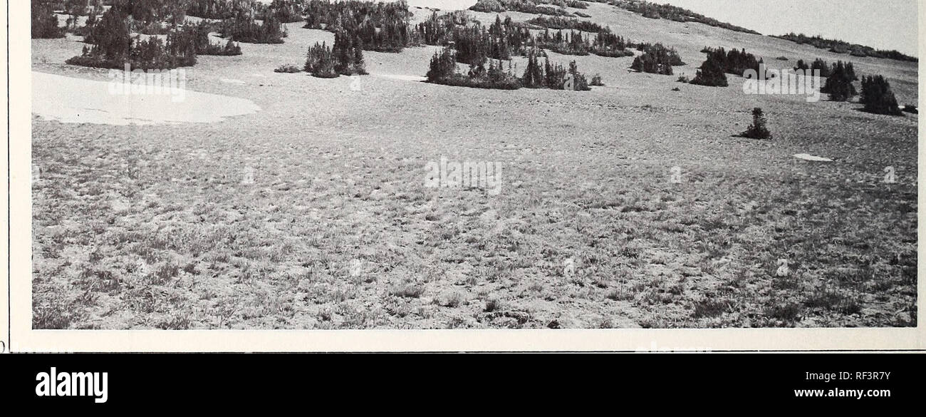 . Successional status of subalpine fir in the Cascade Range. Forests ...