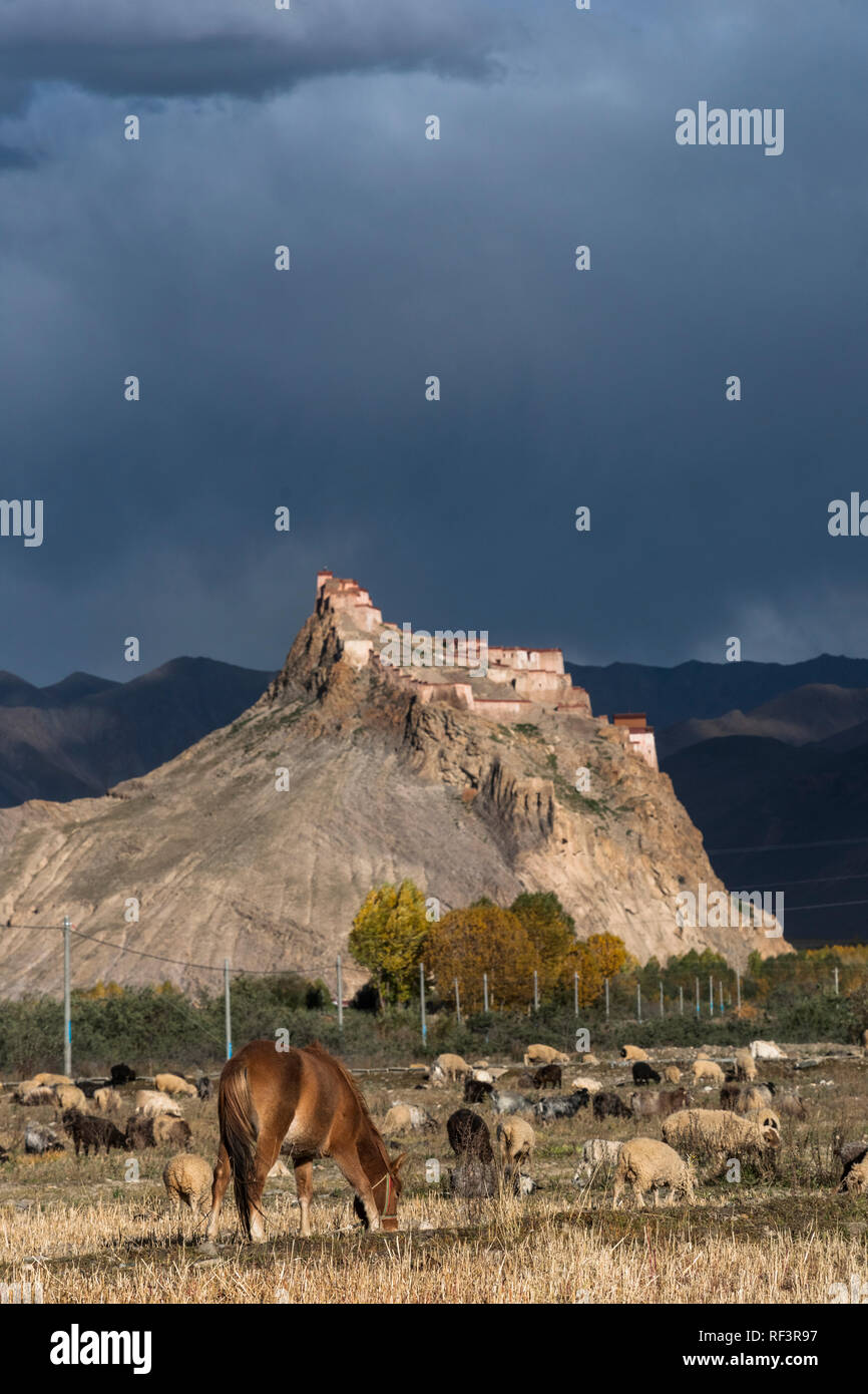 landscape, animal in tibet china Stock Photo - Alamy