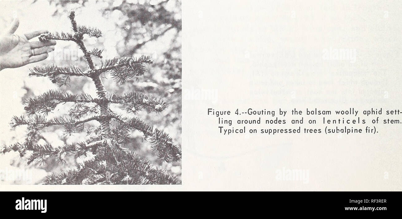 . Infestation characteristics of the balsam woolly aphid in the Pacific ...