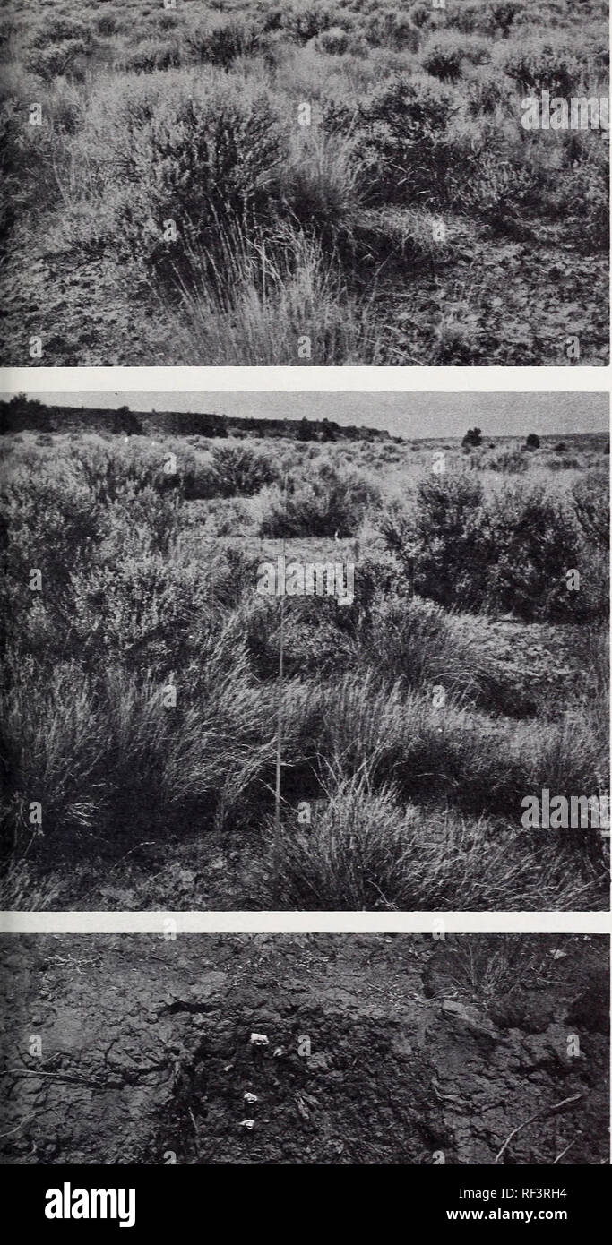 . Vegetation-soil units in the central Oregon juniper zone. Botany ...