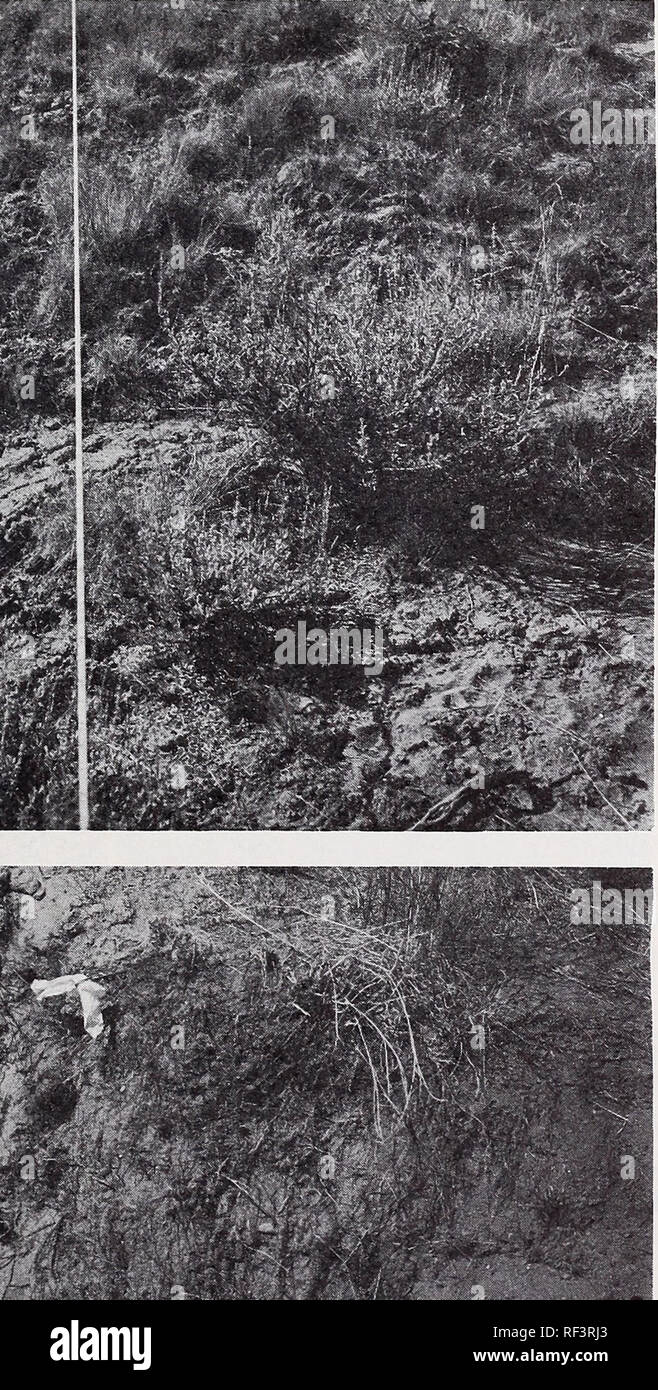 . Vegetation-soil units in the central Oregon juniper zone. Botany ...