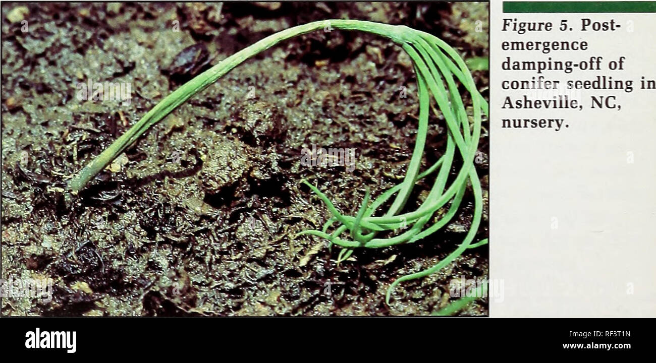 . Insect and disease conditions in the United States, 1979-83 : what ...