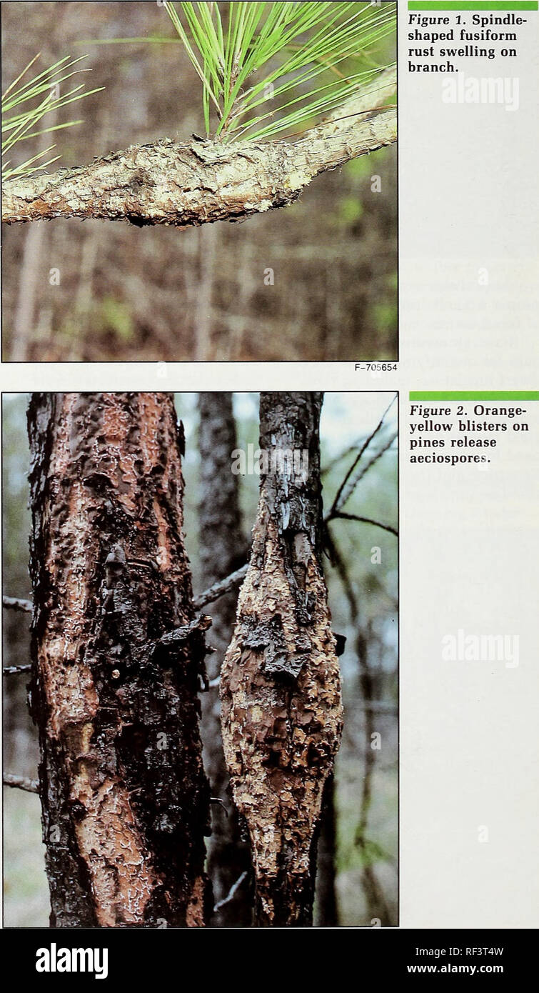 . Insect and disease conditions in the United States, 1979-83 : what ...