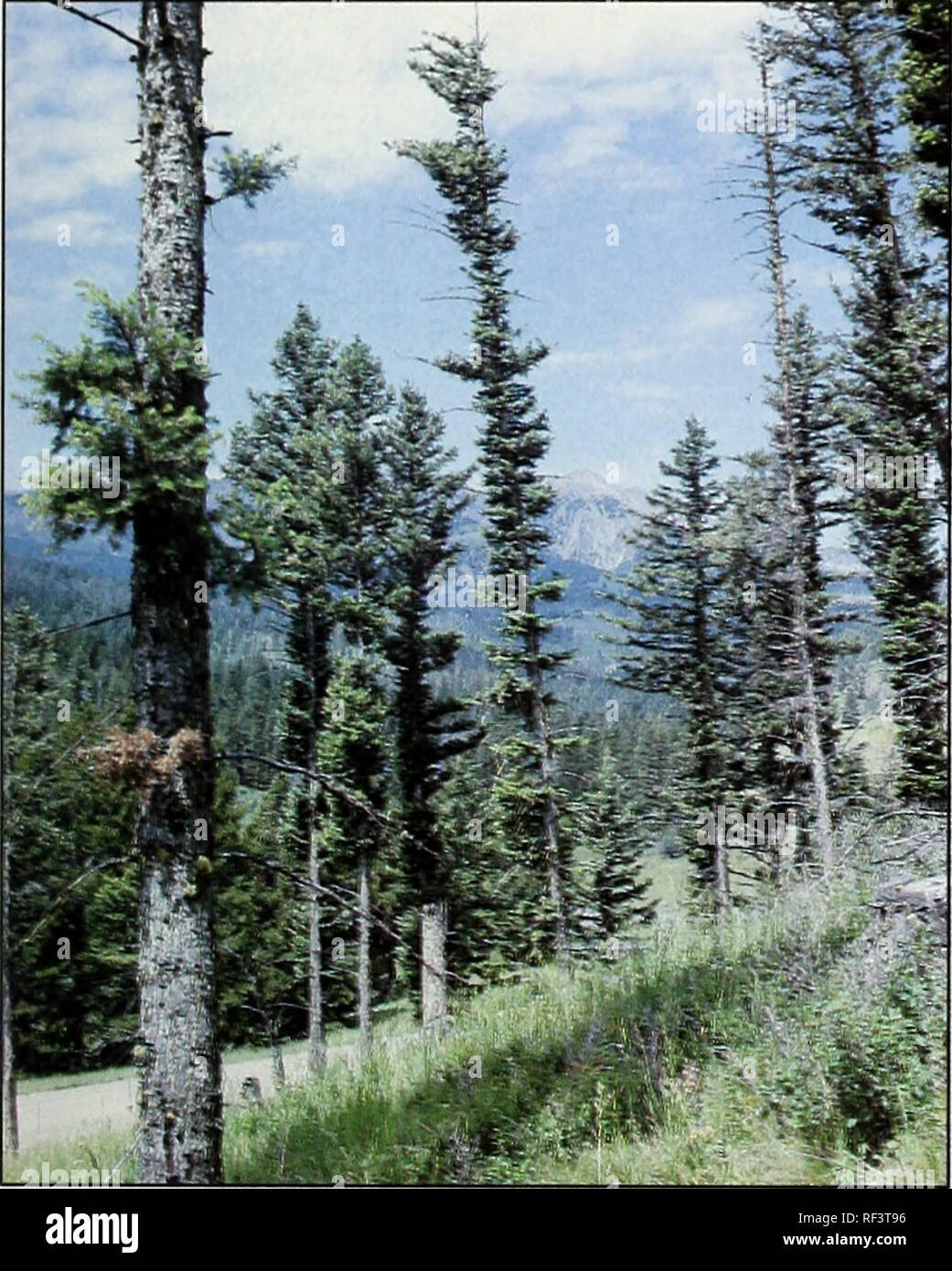 Coneworms hi-res stock photography and images - Alamy