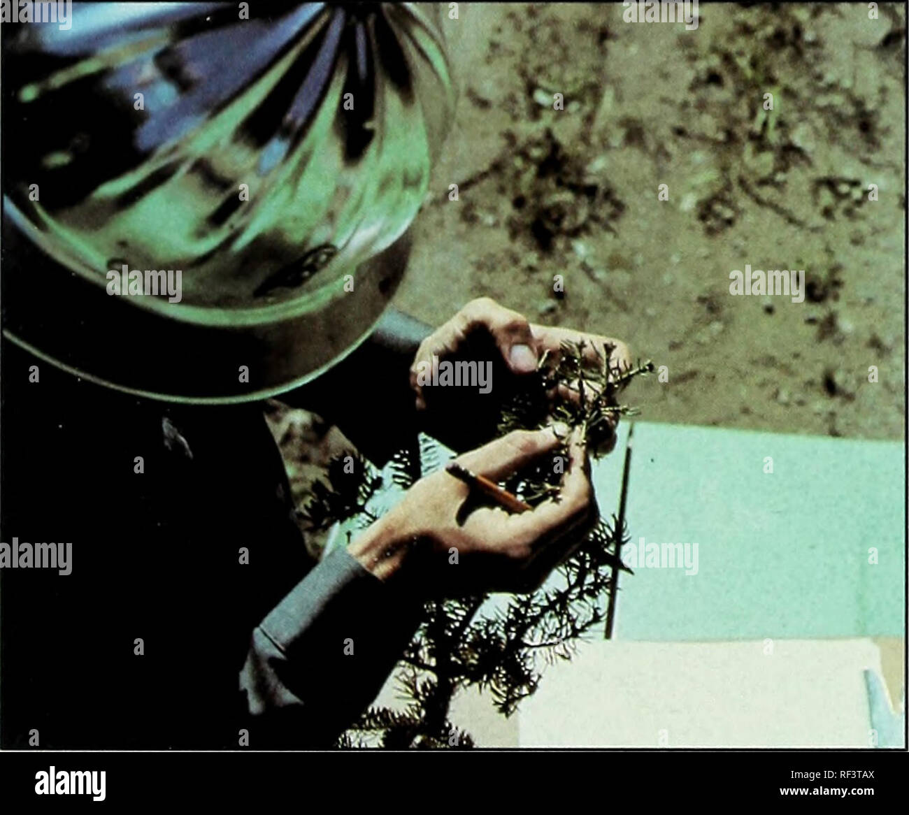 . Insect and disease conditions in the United States, 1979-83 : what ...