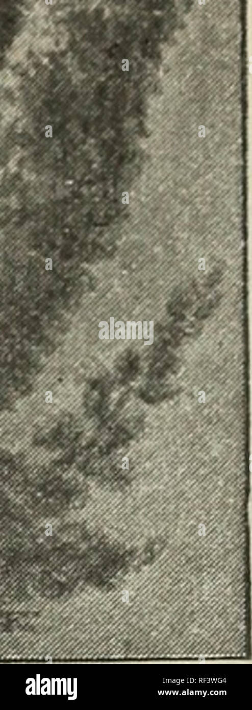 . 1901 Johnson & Stokes garden and farm manual. Nurseries (Horticulture ...