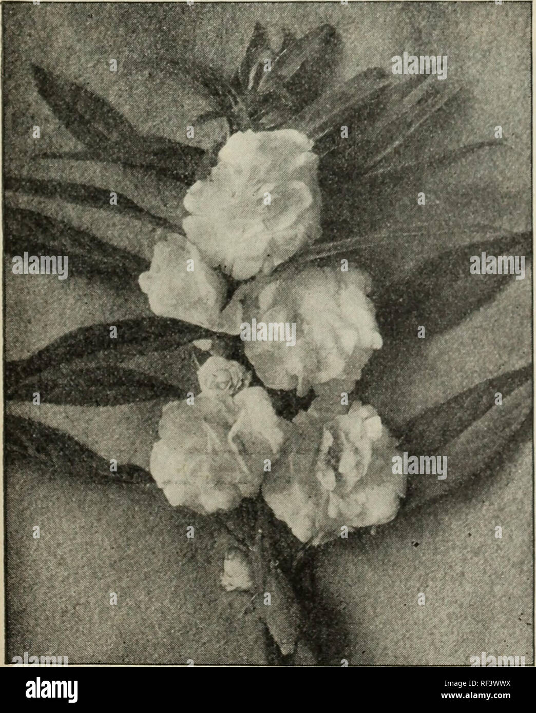 . 1901 Johnson & Stokes garden and farm manual. Nurseries (Horticulture ...