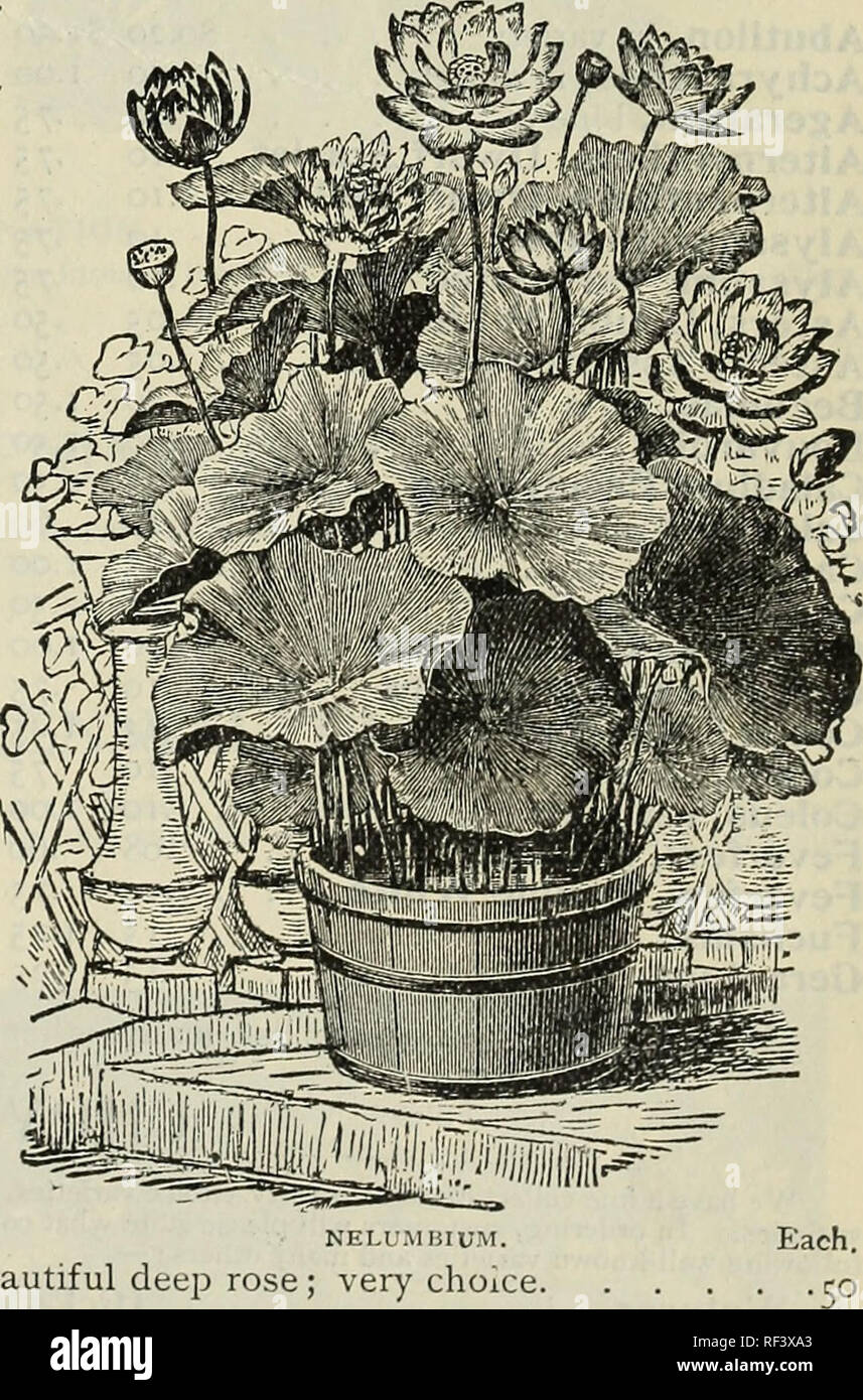 . Reliable seeds : plants, bulbs, fertilizers, tools, etc.. Nursery ...