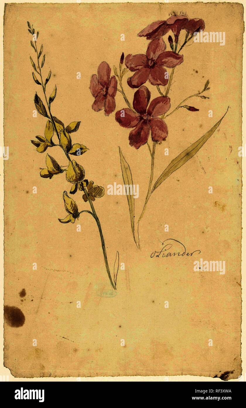 Oleander drawing hi-res stock photography and images - Alamy