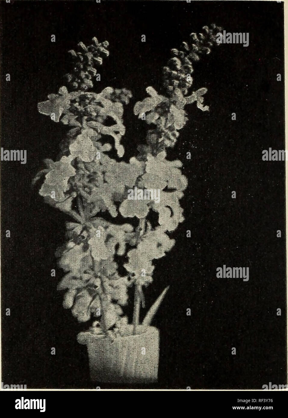 Cone shaped shrubs hi-res stock photography and images - Alamy