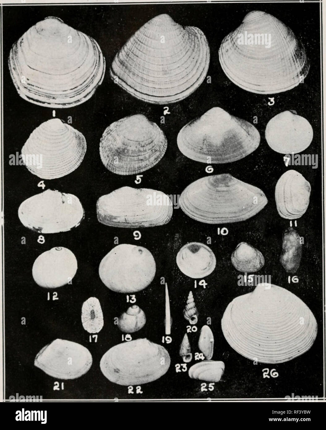 . A catalog of recent Mollusca from all parts of the world. Mollusks ...
