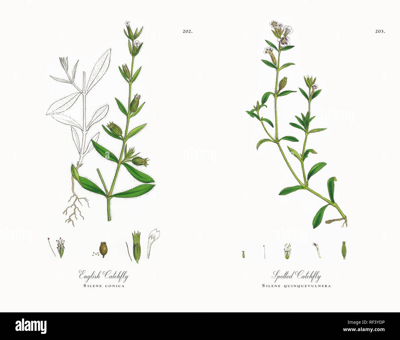 Antique Hand-Colored English Victorian Botanical Illustration, Circa ...