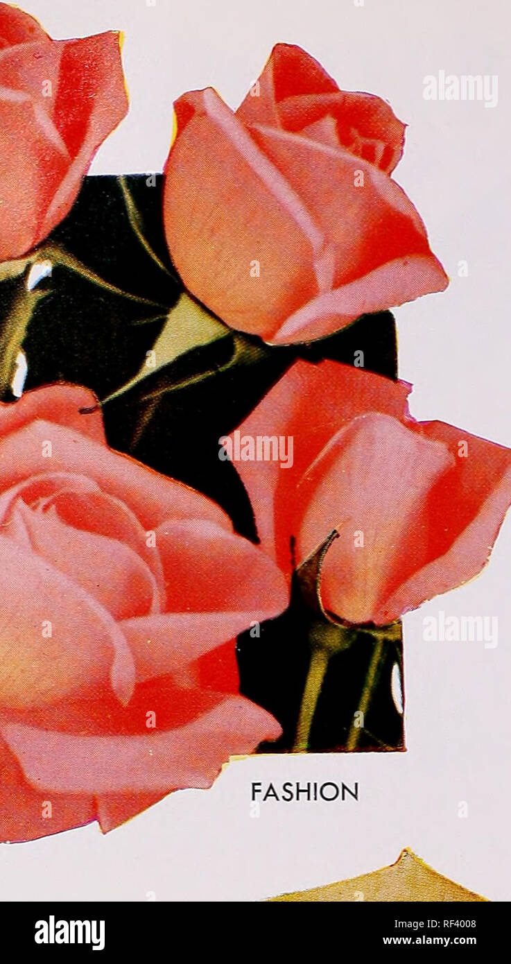 Floribunda rose betty prior hi-res stock photography and images - Alamy