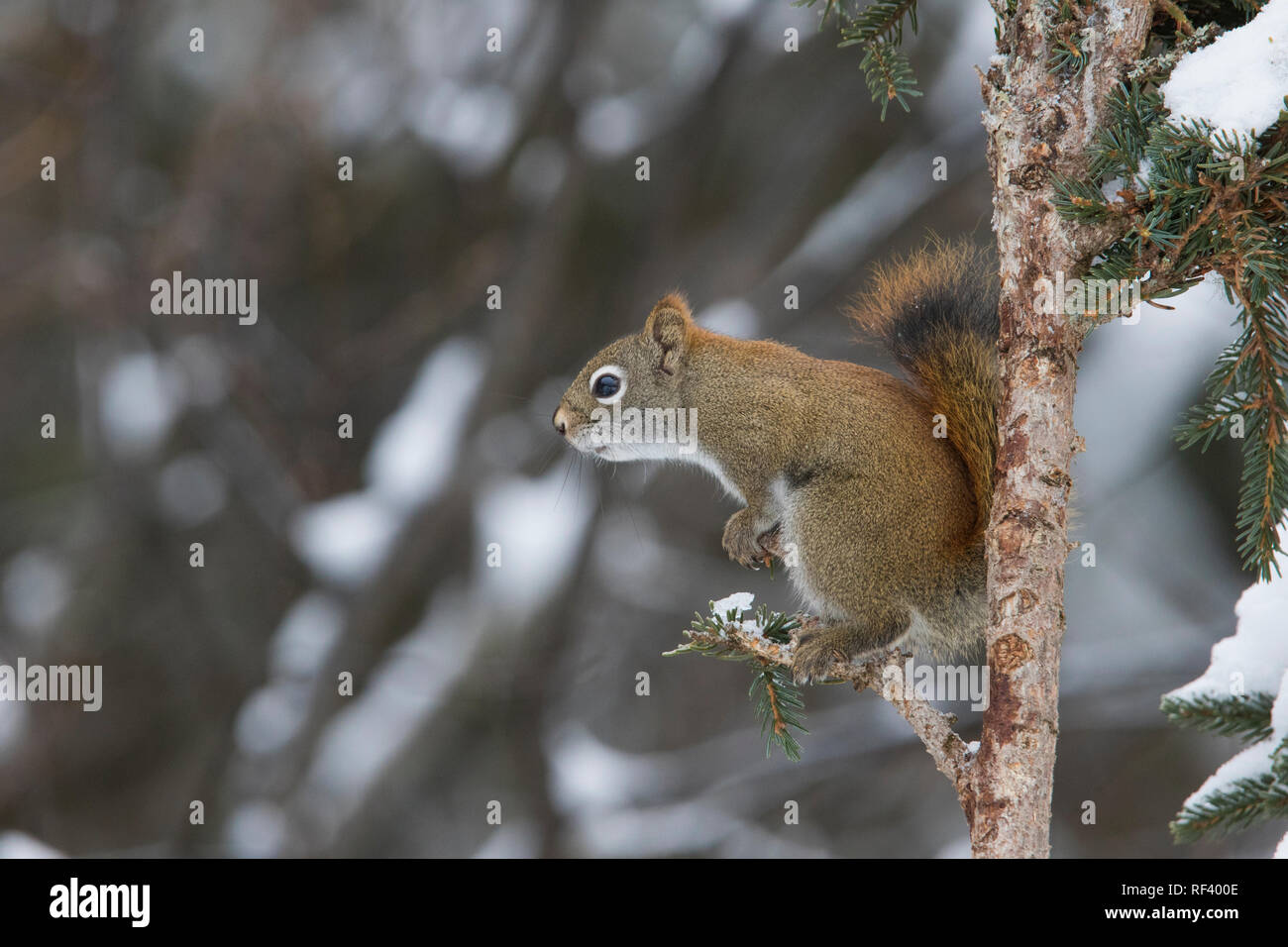 American red squirrel tree hi-res stock photography and images - Alamy