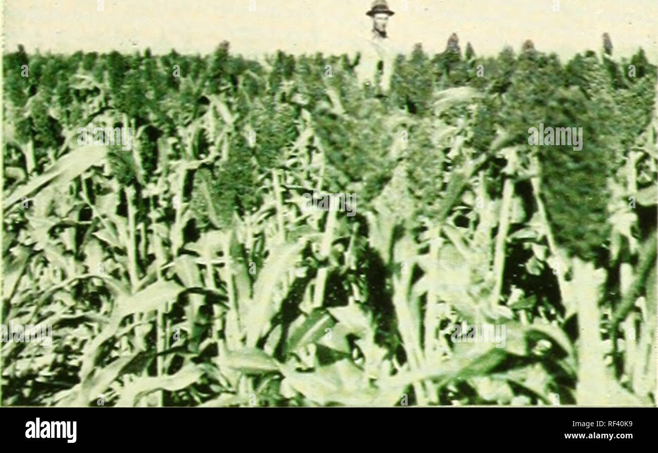 Hegari hi-res stock photography and images - Alamy