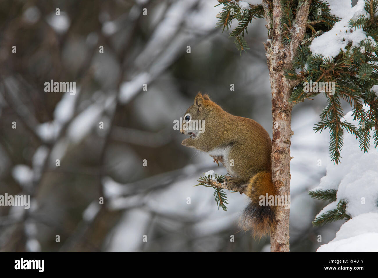 American red squirrel tree hi-res stock photography and images - Alamy